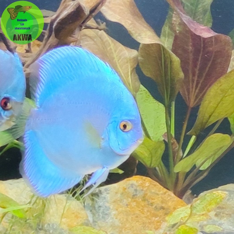 Paletki dyskowce Blue Diamond